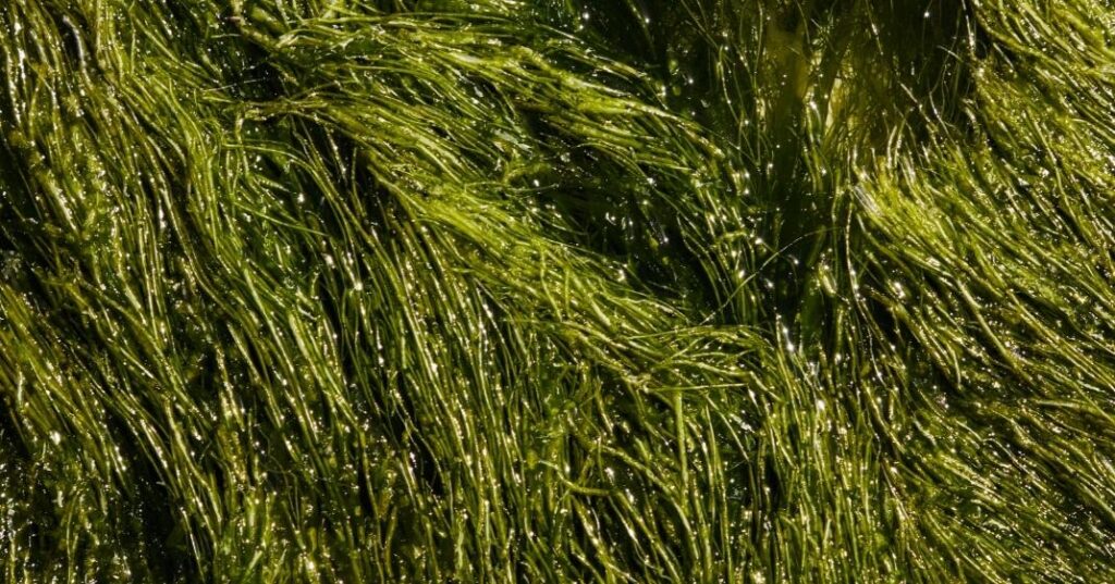 Conheça a alga verde e seus benefícios para a saúde - Paversul
