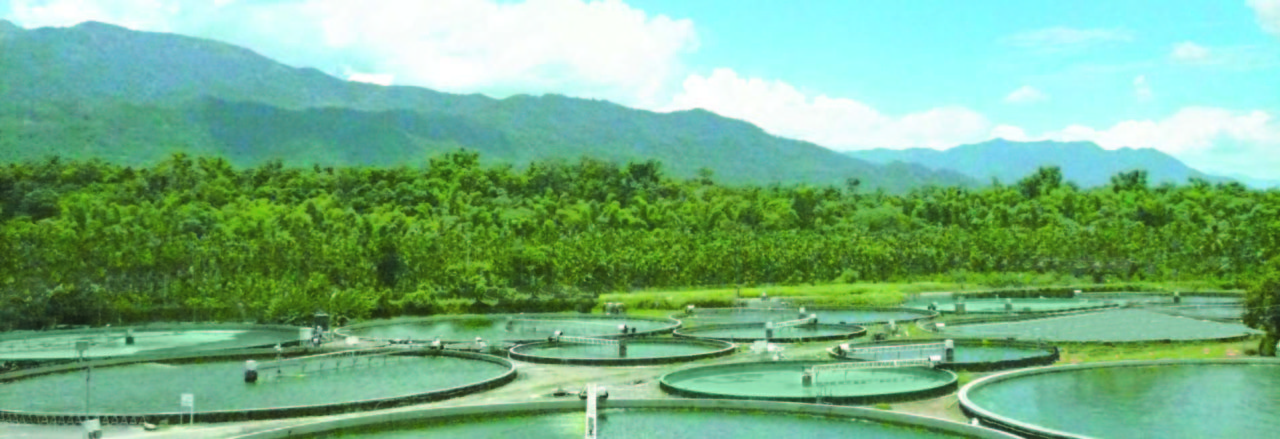 Curiosidades sobre a Taiwan Chlorella Manufacturing - Paversul